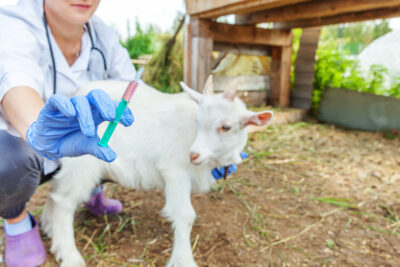 Back From the Vet: Treating Pneumonia in Goats - Goat Journal